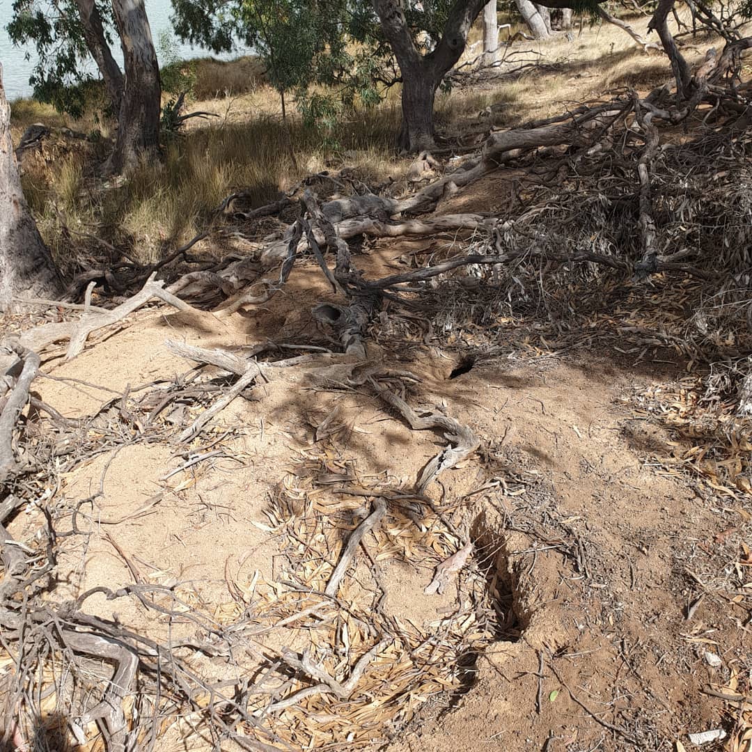 Rabbit Buster – 2021 – Buloke and Northern Grampians Landcare Group
